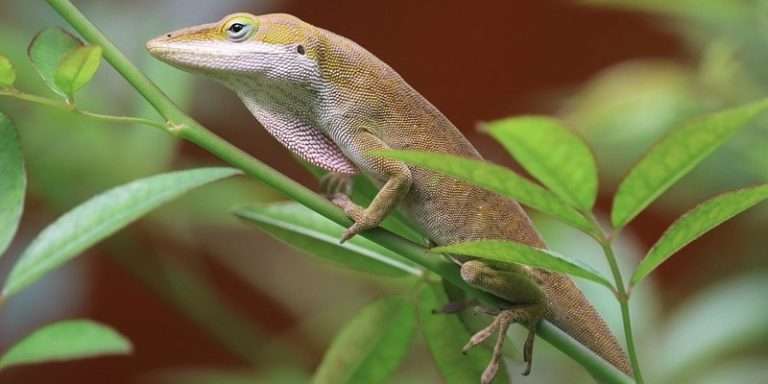 Brumation vs Estivation vs Hibernation Animals & Differences