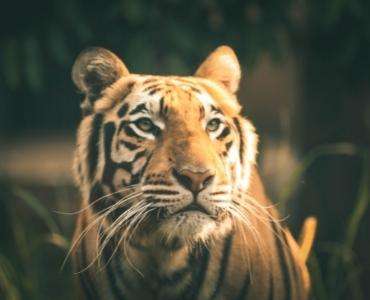 What is an Exotic Animal? Over 30 Examples with Pictures!