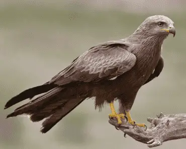 How to Own a Crow or Raven as A Pet | 10 Pros & Cons to Know