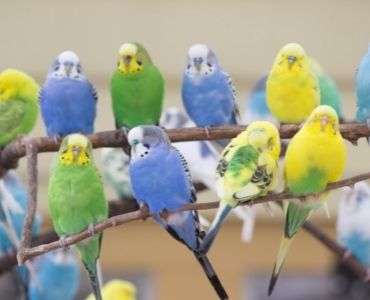 What is an Exotic Animal? Over 30 Examples with Pictures!