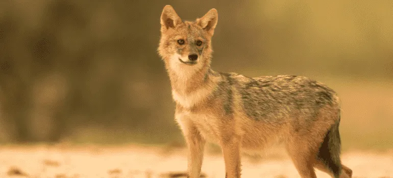 Pet Jackals Are Legal & Illegal | Learn Why Now!